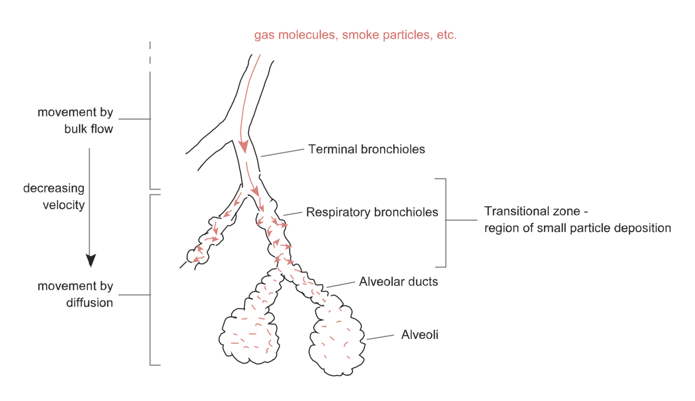 Terminal Bronchioles